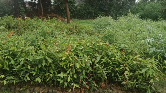 पर्यावरण को मिलेगी संजीवनी, सभी ब्लाकों में लगेंगे 20 लाख पौधे ...