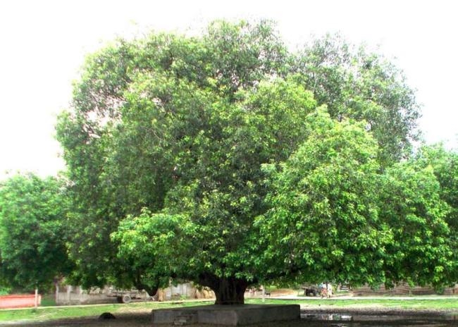 आइए आज लगाएं वट का पौधा बांधें सांसों की डोर - Let us all together ...