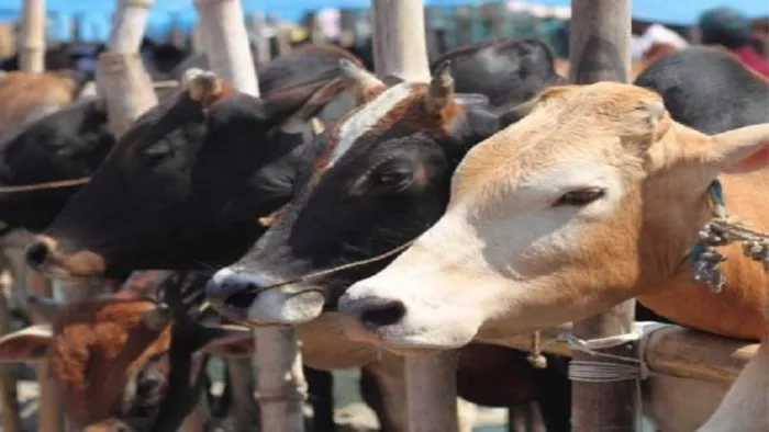 प्रयागराज में तड़पते मिले गोवंश, लापरवाही में सचिव और डाक्टर पर सीडीओ ...