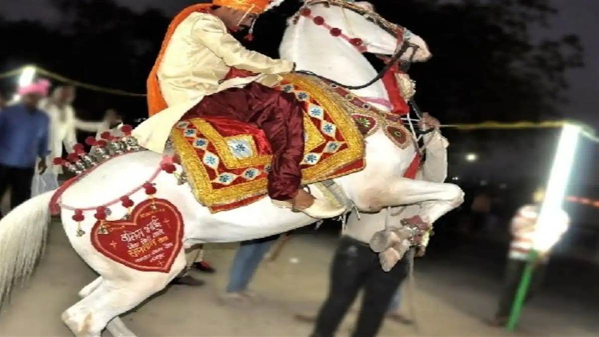 जयमाला से पहले दूल्हे को लेकर भागी घोड़ी, पीछे दौड़े बाराती और मुंह ...