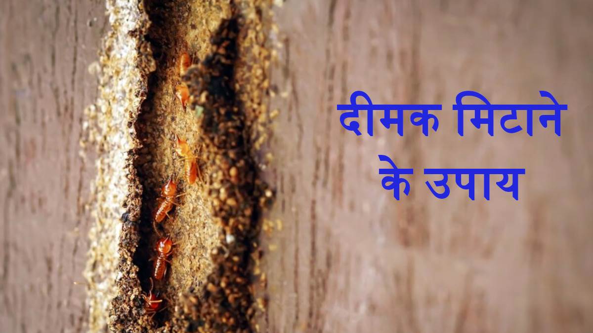 Termite control Remedies: घर पर हो गया है दीमक का हमला, तो ऐसे पाएं ...