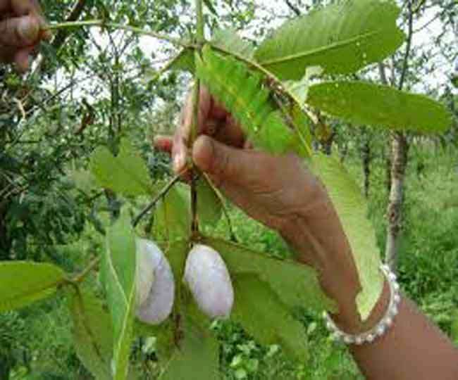 किसानों के लिए अच्छी खबर, शिवालिक क्षेेेत्र में रेशम की पैदावार करेगा ...