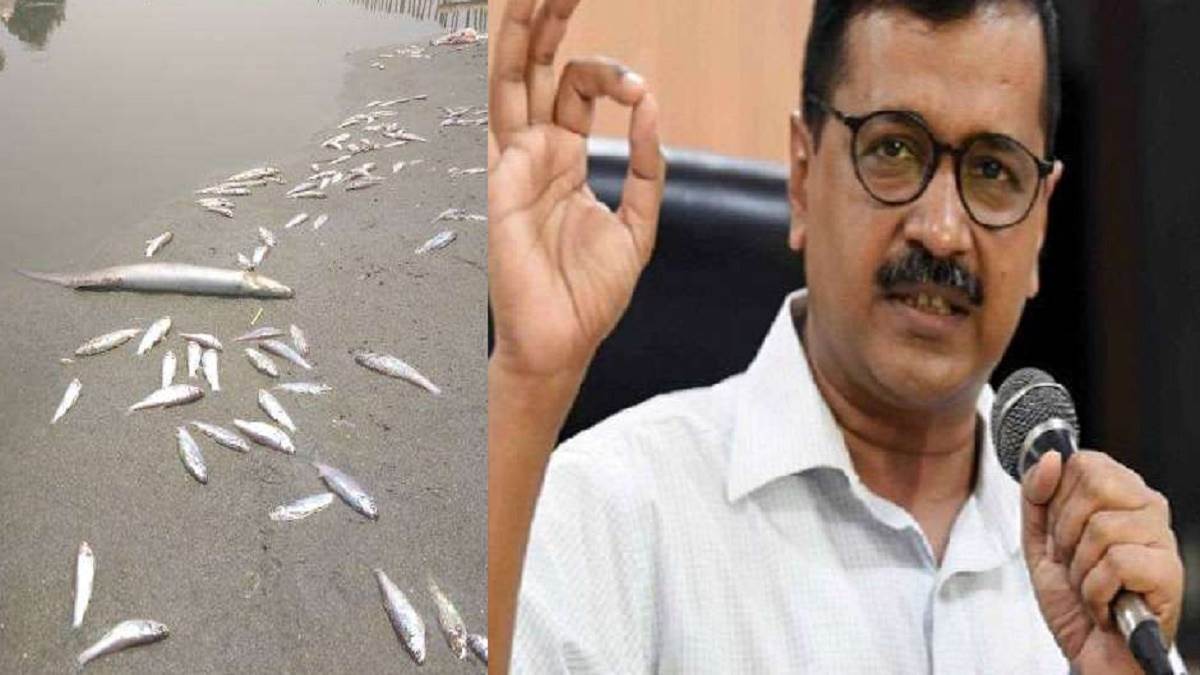 दिल्ली में बड़ी संख्या में मरी मिली मछलियां, अब अरविंद केजरीवाल सरकार ...
