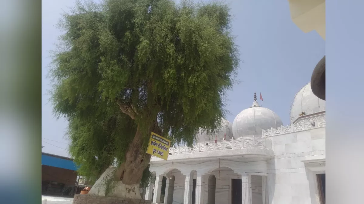 सिरसा के सरसाई नाथ मंदिर में लगा जाल का पेड़ है बहुत खास, रखा जाता है ...