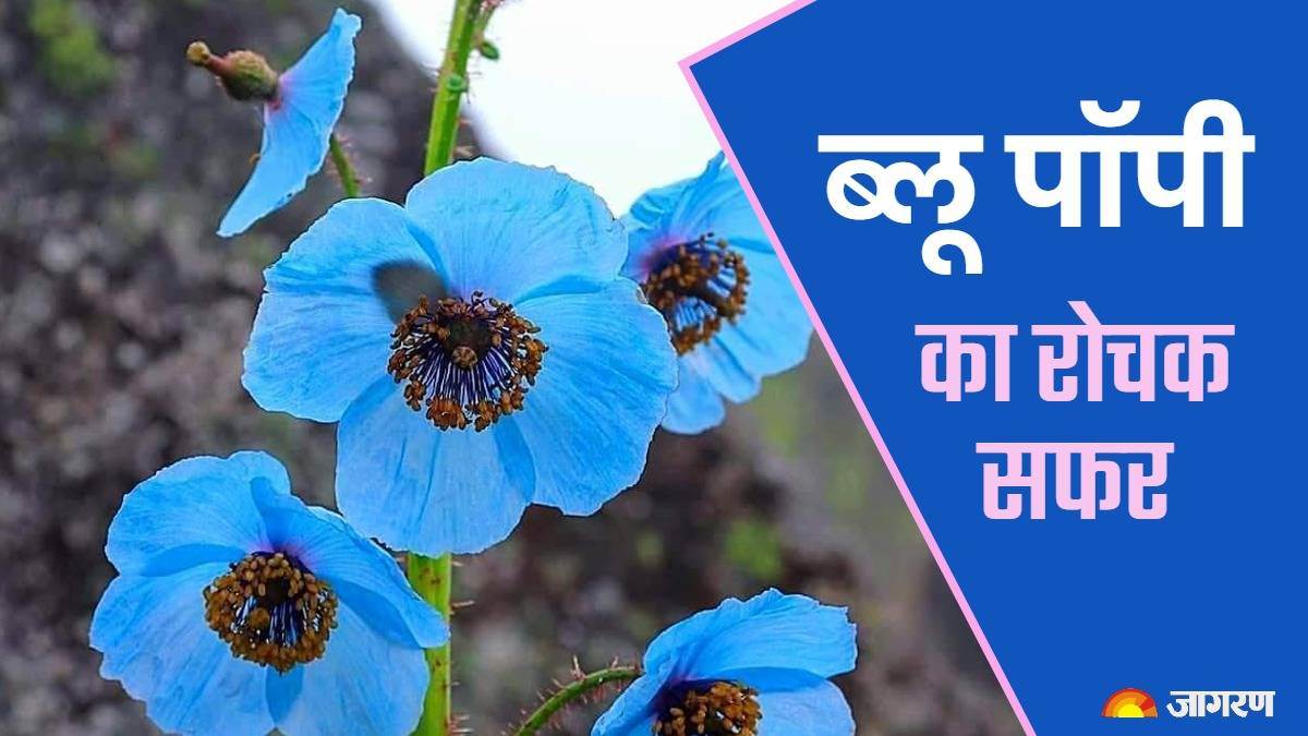 विश्व धरोहर ‘वैली ऑफ फ्लावर्स’ में ‘ब्लू पॉपी’ पुष्प ने बिखेरी रंगत ...