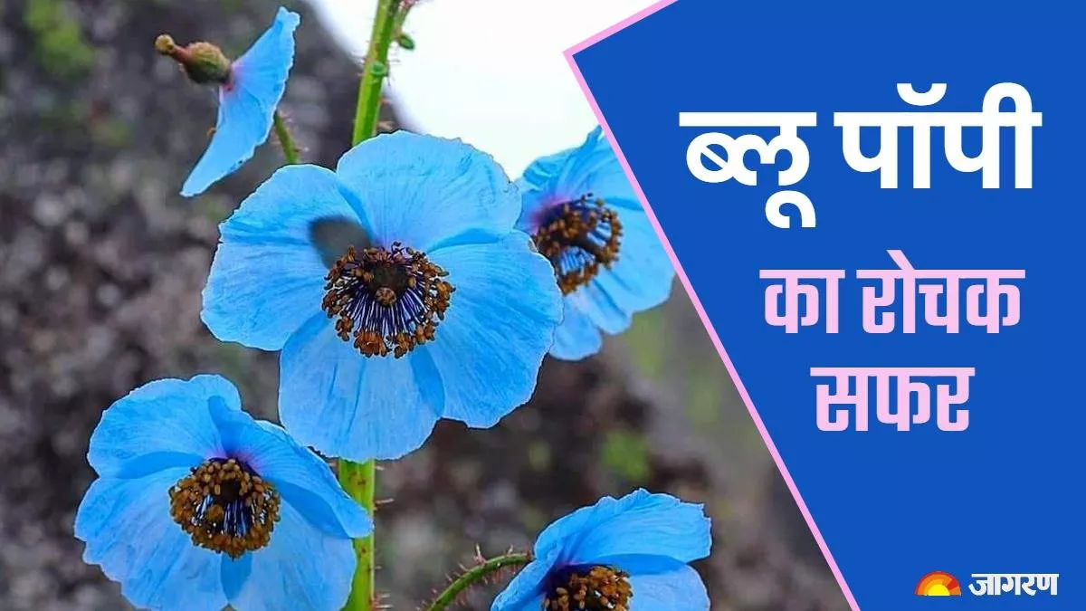 विश्व धरोहर ‘वैली ऑफ फ्लावर्स’ में ‘ब्लू पॉपी’ पुष्प ने बिखेरी रंगत ...