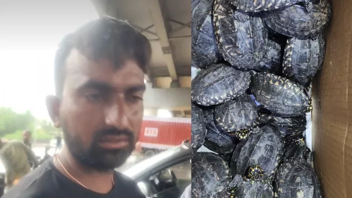 Delhi: NCR कुख्यात तस्कर सौ कछुओं के साथ गिरफ्तार, देश के कोने-कोने से ...