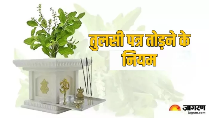 Tulsi Puja Niyam: तुलसी के पत्ते तोड़ते समय बोले ये मंत्र, जीवन में ...