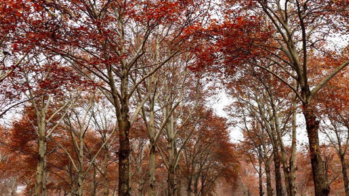 Chinar Park Srinagar : श्रीनगर में बनेगा जम्मू कश्मीर का सबसे बड़ा ...