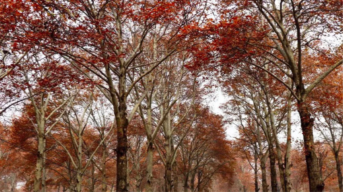 Chinar Park Srinagar : श्रीनगर में बनेगा जम्मू कश्मीर का सबसे बड़ा ...