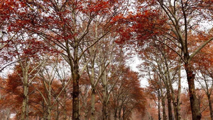 Chinar Park Srinagar : श्रीनगर में बनेगा जम्मू कश्मीर का सबसे बड़ा ...