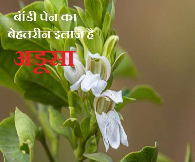 Adusa Plant Benefits: बुख़ार से लेकर बॉडी पेन तक का इलाज करता है अडूसा ...