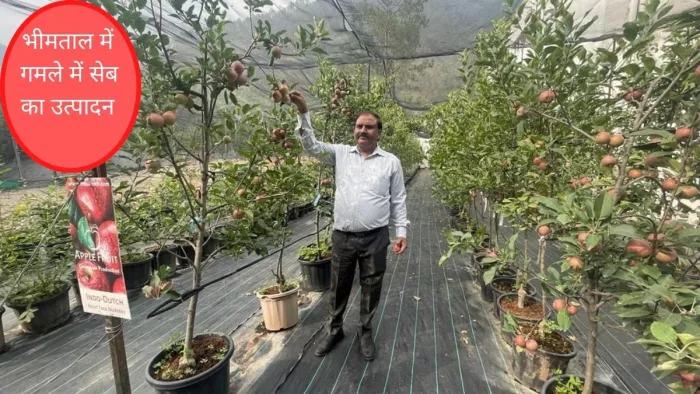 Apple Pot plantation Techniques : फ्रांस, जर्मनी की तरह अब उत्तराखंड ...