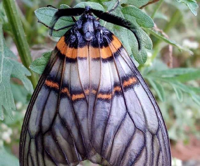 गढ़वाल में पहली बार दिखा दिन में उड़ने वाला दुर्लभ पतंगा, वर्ष 1893 में ...