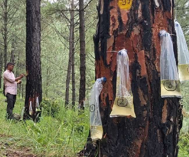 लीसा विदोहन में चीड़ की सेहत का भी रखेंगे ख्याल, अपनाई जाएगी यह पद्धति ...