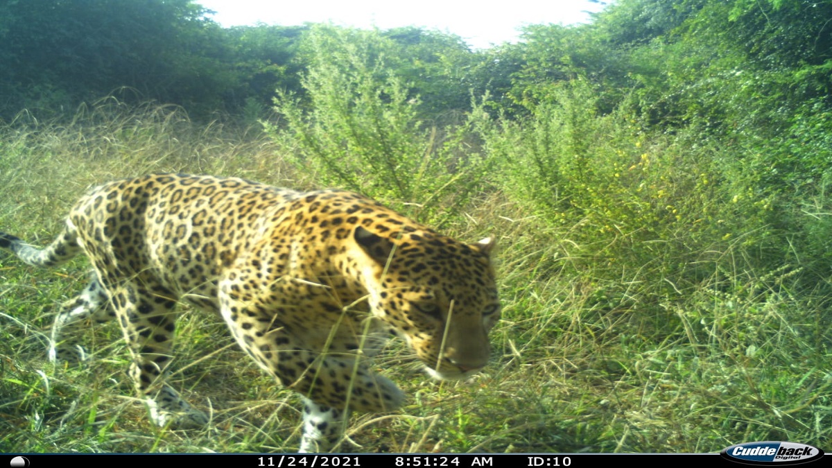 Delhi News: असोला भाटी अभयारण्य में दिखे आठ तेंदुए, सीसीटीवी कैमरे में ...