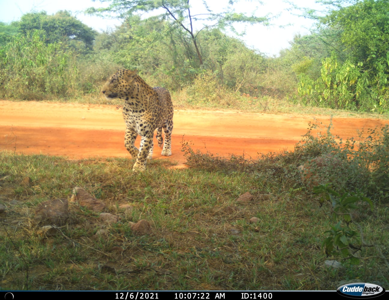 Delhi News: असोला भाटी अभयारण्य में दिखे आठ तेंदुए, सीसीटीवी कैमरे में ...