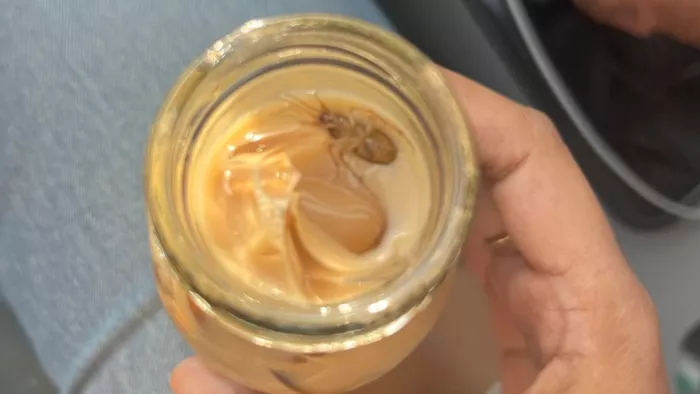 Cockroach In Iced Latte: दिल्ली के फेमस कैफे की Coffee में मिला मरा ...