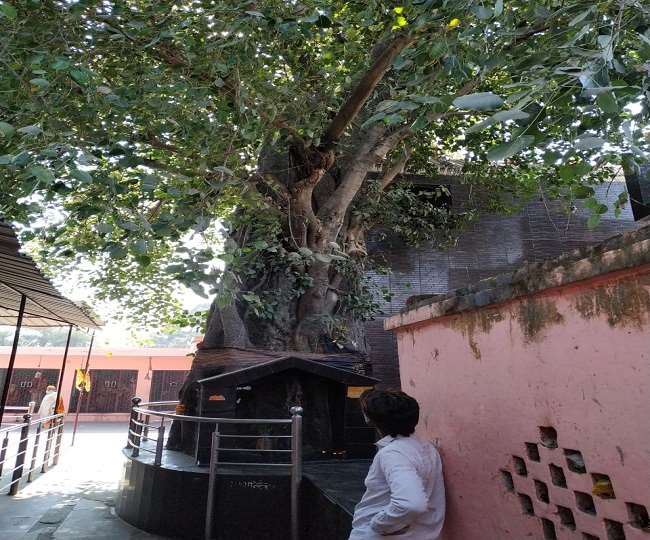 काशीपुर के बाल सुंदरी मंदिर में एक ही जड़ से उगे हुए पांच अलग-अलग ...