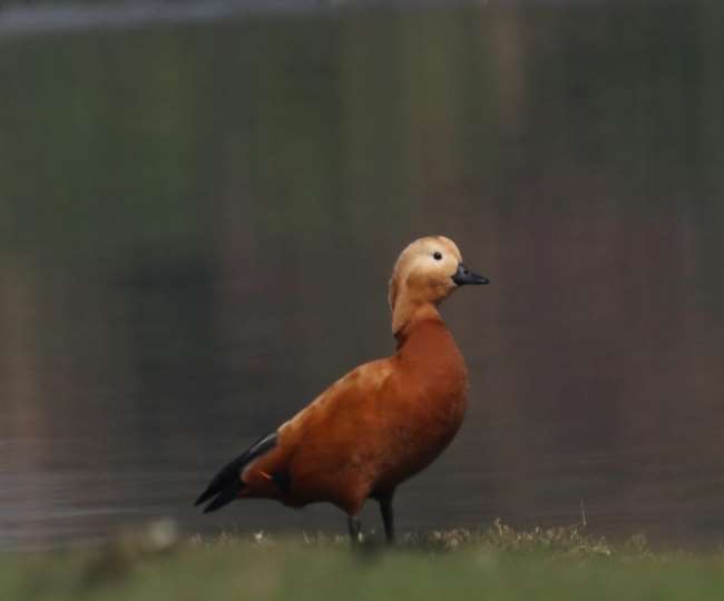 Surkhab: दुर्लभ सुर्खाब पक्षी ने भी चहकाई ये जगह, Bird Watching के लिए ...