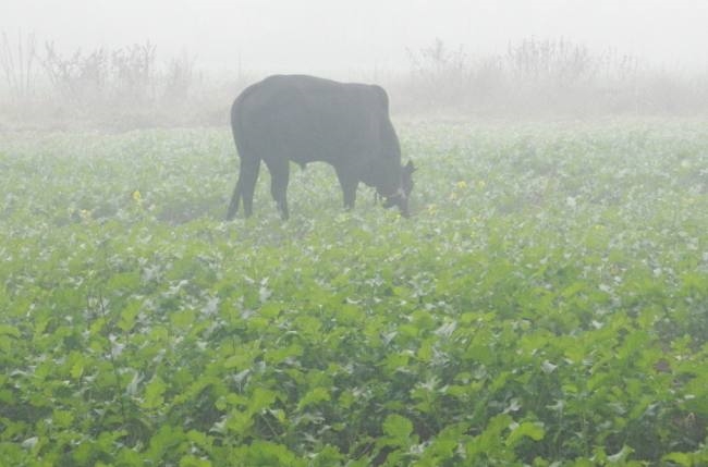 बेसहारा पशुओं से किसानों की फसल हो रही नष्ट - Destroyed animals destroy ...