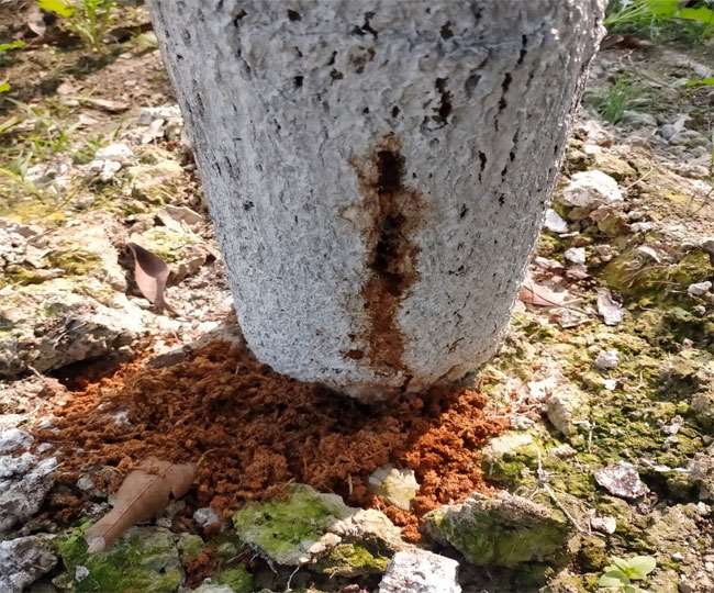 आम के पेड़ के तने को अंदर से खोखला कर रहा कीड़ा, ऐसे पाएं नियंत्रण ...
