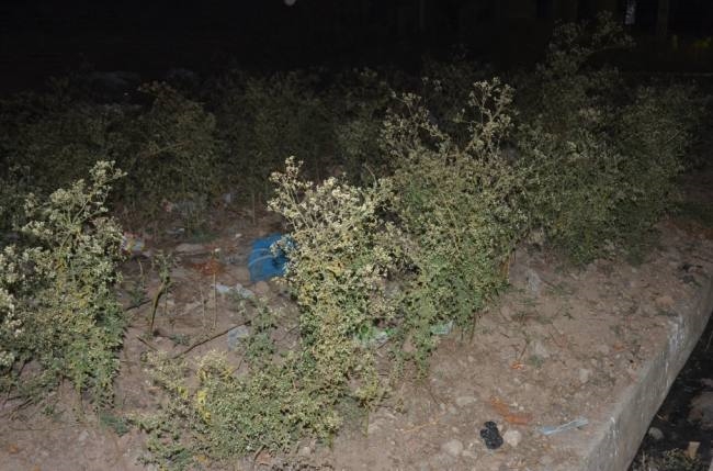 बीएयू : गाजर घास से बनेगा कंपोस्ट - BAU: Parthenium compost will be ...