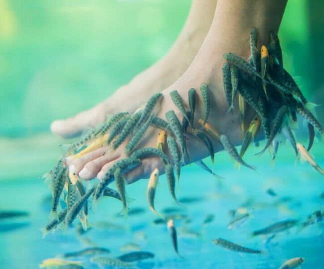 सिर्फ ब्यूटी इंडस्ट्री में इसका ट्रेंड देखकर करवाने न पहुंच जाएं Fish ...