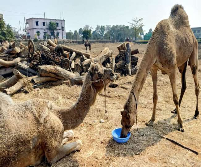 Camel Smuggling: तस्करों के हाथों से बचे तो तंत्र के जाल में फंसे, तड़प ...