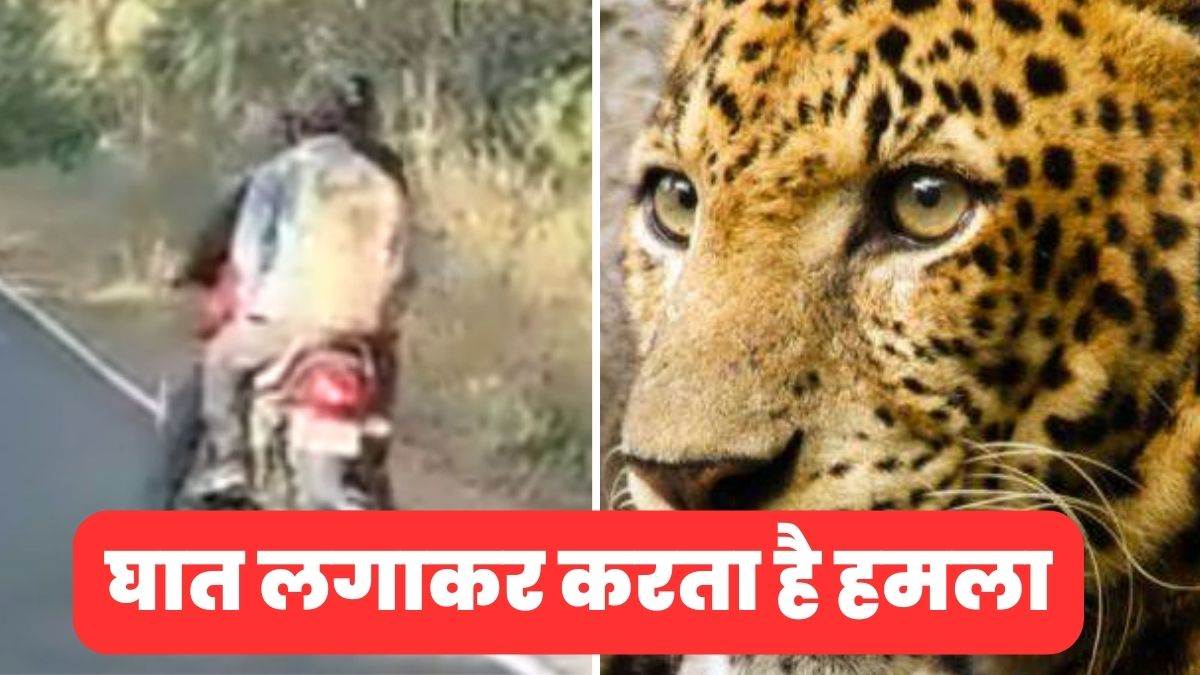 Leopard Attack : इस रोड पर अपने रिस्‍क पर चलाएंं बाइक, मोटरसाइकिल पर ...