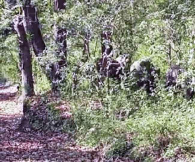 तिमली रेंज में दिखाई दिया 13 हाथियों का झुंड, वन महकमे में मचा हड़कंप ...