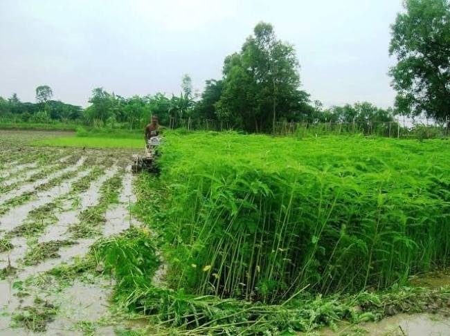 उर्वरा शक्ति बढ़ाने में वरदान है ढैंचा की खेती - Dhaincha cultivation ...