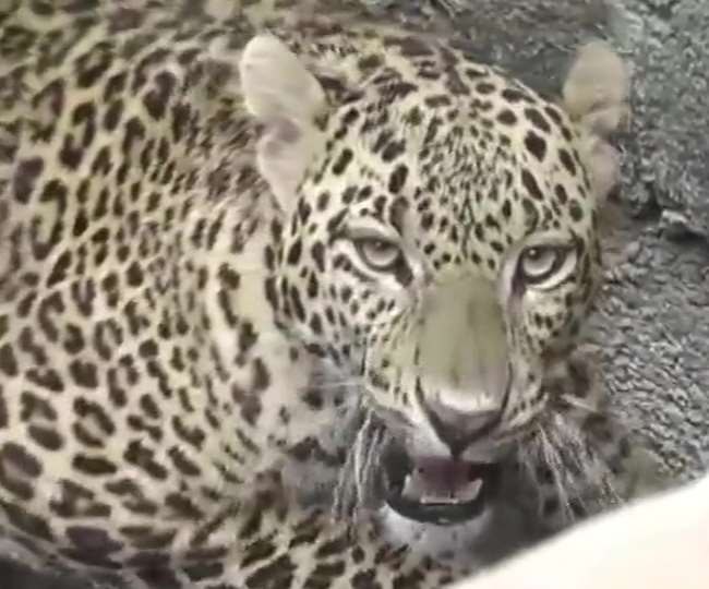 Gujarat: छोटा उदेपुर में कुएं में गिरा तेंदुआ, मुश्किल से निकाला गया ...