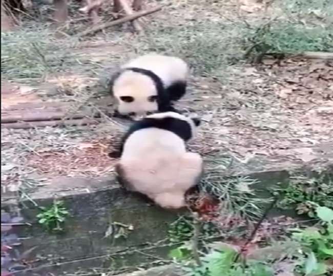 पंडो के जंगल में हुई ऐसी लड़ाई, वीडियो देख आप हंसते-हंसते लोट-पोट हो ...