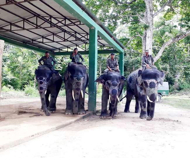 Bihar: हाथियों की वंशवृद्धि के लिए पश्‍च‍िम चंपारण के वीटीआर लाई जाएंगी ...