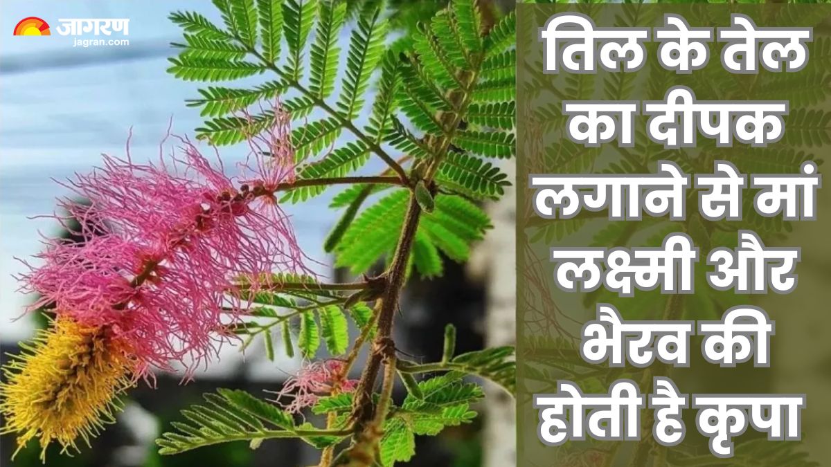Shami Tree Upay: शमी के पेड़ के नीचे जलाएं तिल के तेल का दीपक, शनि की ...