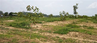 जामुन व शीशम से लहलहाएगी दड़वा की वीरान जमीन - The deserted land of ...