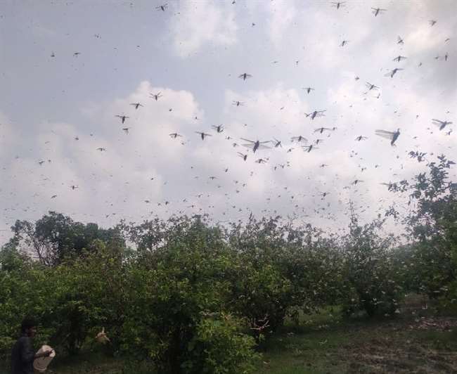 Tiddi Dal Attack In UP: आगरा से महज 40 किमी दूरी पर है आफत, अलर्ट किया ...