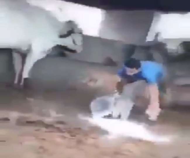 गाय को लात मारना पड़ा महंगा, देखें वीडियो- औंधे मुंह गिरा व्यक्ति - Man ...
