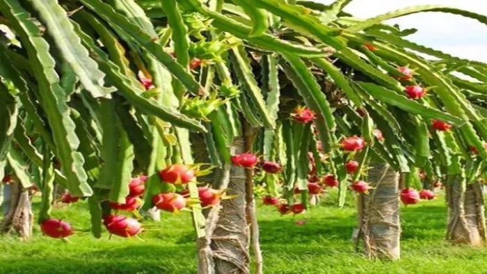 अब ड्रैगन फ्रूट की खेती से बढ़ेगी किसानों की आमदनी, हरियाणा सरकार ने ...