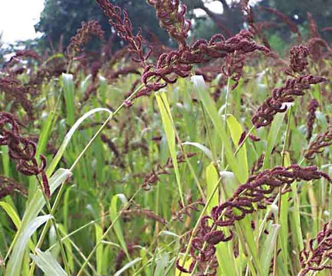 पहले से कहीं ताकतवर और सफेद मंडुवा बढ़ाएगा जायका विज्ञानियों ने विकसित ...