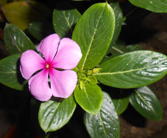 सदाबहार के फूलों से पाएं एवरग्रीन खूबसूरती और बढ़ती उम्र को कहें टाटा ...