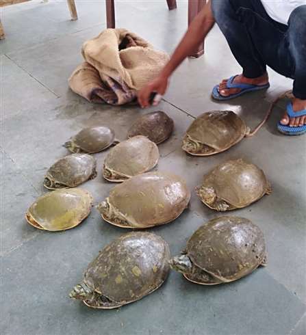 बंगाल ले जा रहे 10 कछुआ कोलकाता एक्सप्रेस से बरामद बलिया रेलवे स्टेशन ...