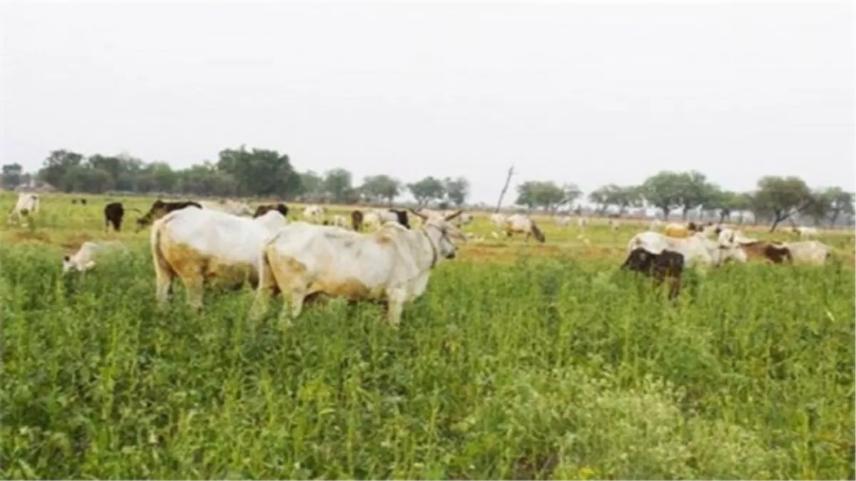 Cows On Road: आखिर कहां जा रहे हैं बेजुबान गोवंश के लिए हर माह आ रहे 80 ...