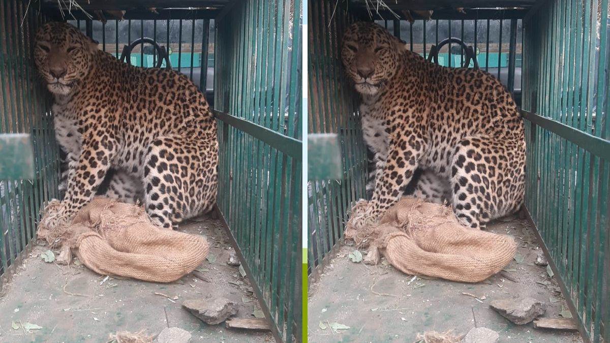 Almora News: अल्मोड़ा में नहीं है गुलदारों को रखने की जगह, 5 की क्षमता ...