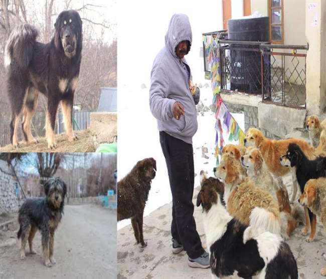 LAC पर चीन के मंसूबे नाकाम बनाएंगे लद्दाखी बक्करवाली कुत्ते, सेना का ...