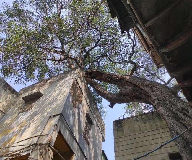 Delhi Old Tree: पुरानी दिल्ली के 500 साल पुराने पेड़ों का है ऐतिहासिक ...