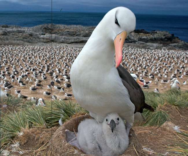 पांच दशकों में धरती पर रहने वाले जीवों की 68 फीसद प्रजातियां हो गई खत् ...