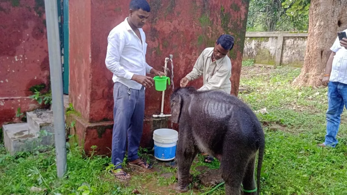 Latehar News: कोयल नदी में गिरे हाथी के बच्चे को वन विभाग ने किया ...