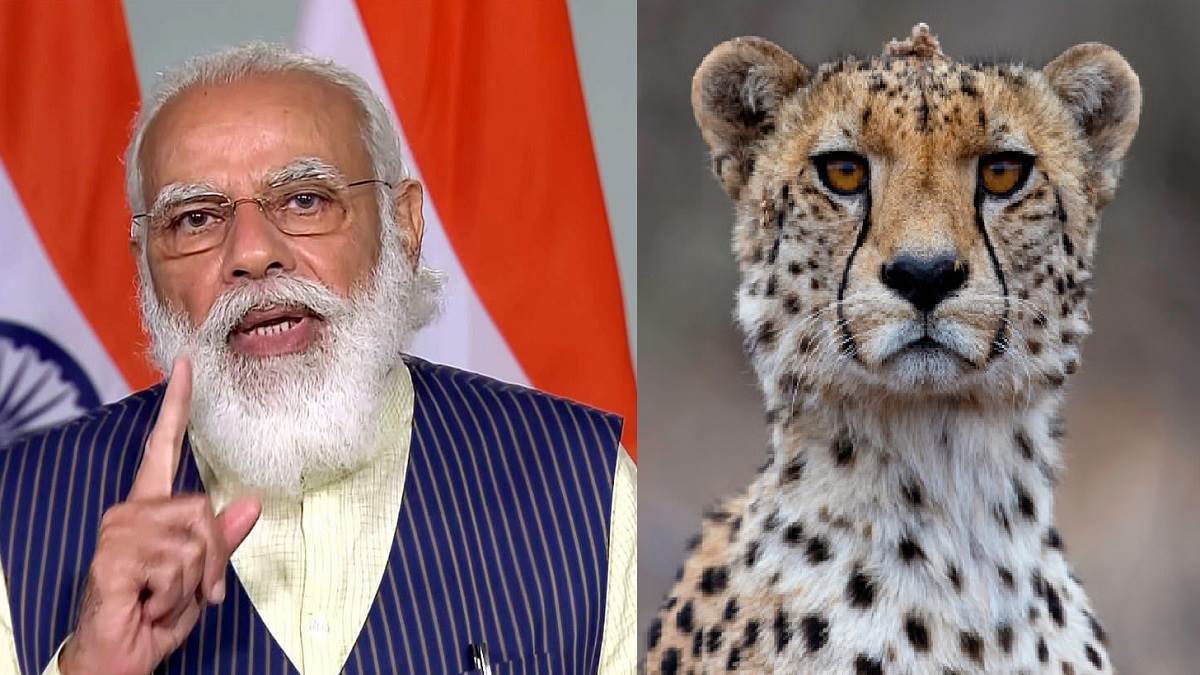 Project Cheetah: 15 दिन से 3 डाक्टर, 50 कर्मचारी और 2 हाथी नहीं पकड़ पा ...